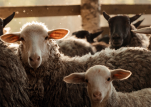 How To Compost Goat Manure丨Goat Manure Management